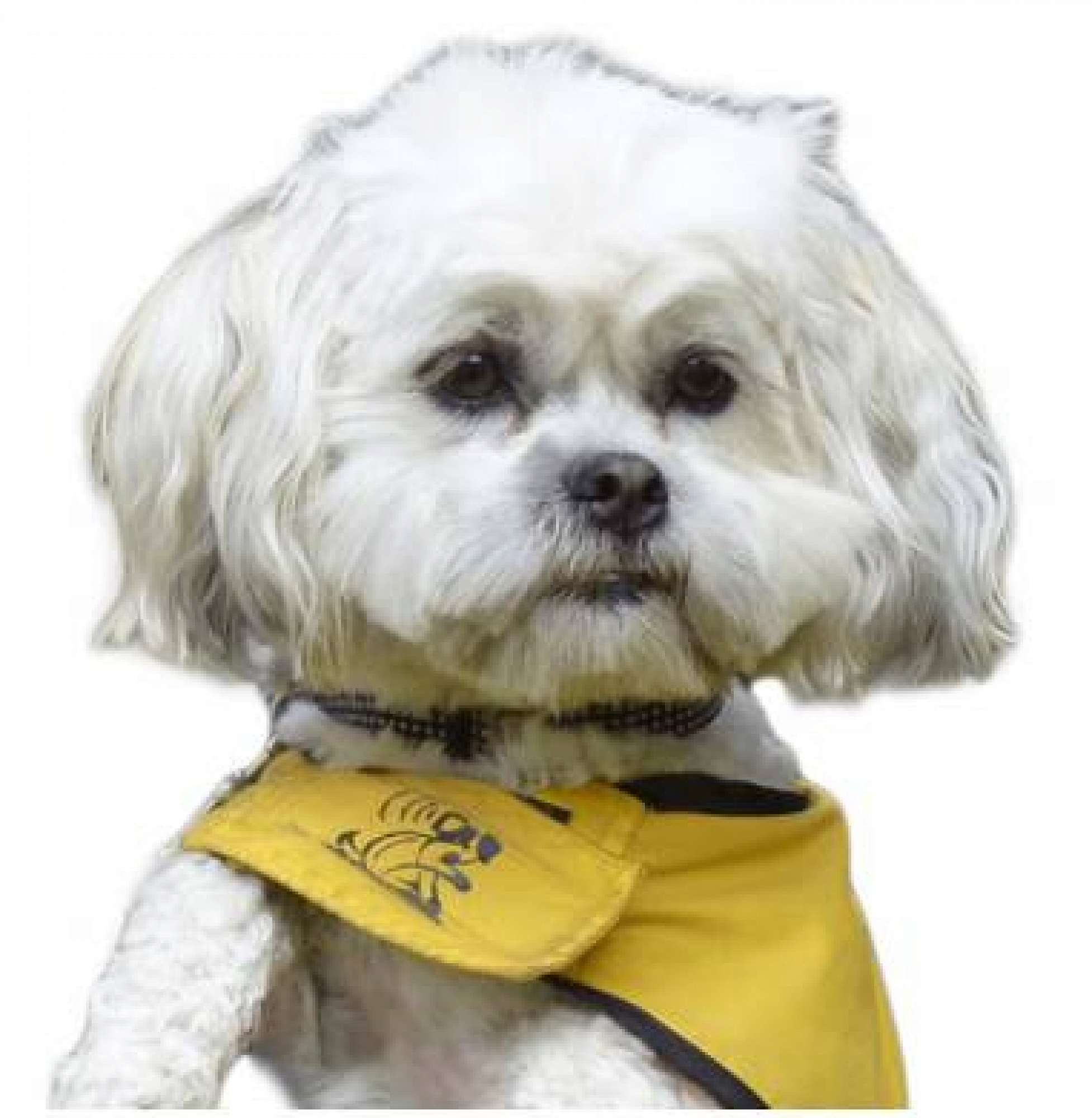 Welcome to Ann Croy and Pippa