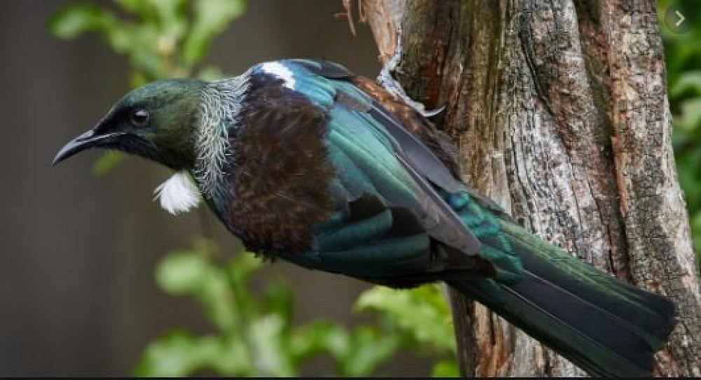 Matai 3 - Bird of the Year Writing