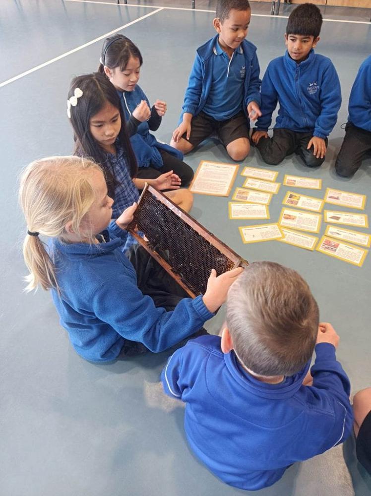 Some news from Toroa ... — Wigram Primary School Newsletter 15 June