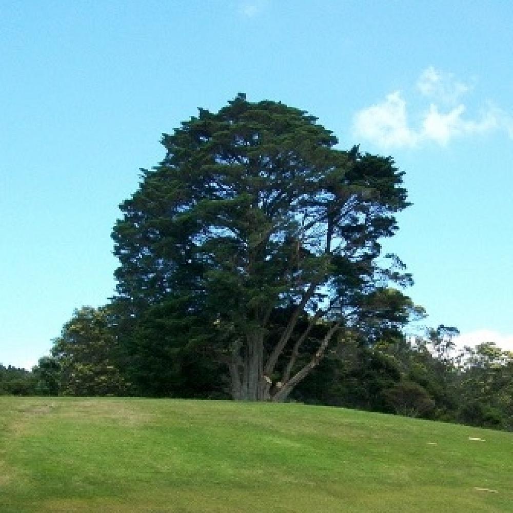 The Story Tree ... — Konini Newsletter - 27 June 2019