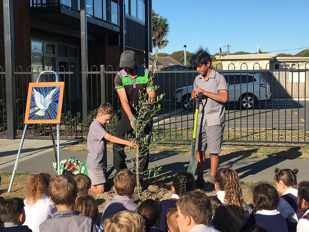 Commemorative Olive Tree