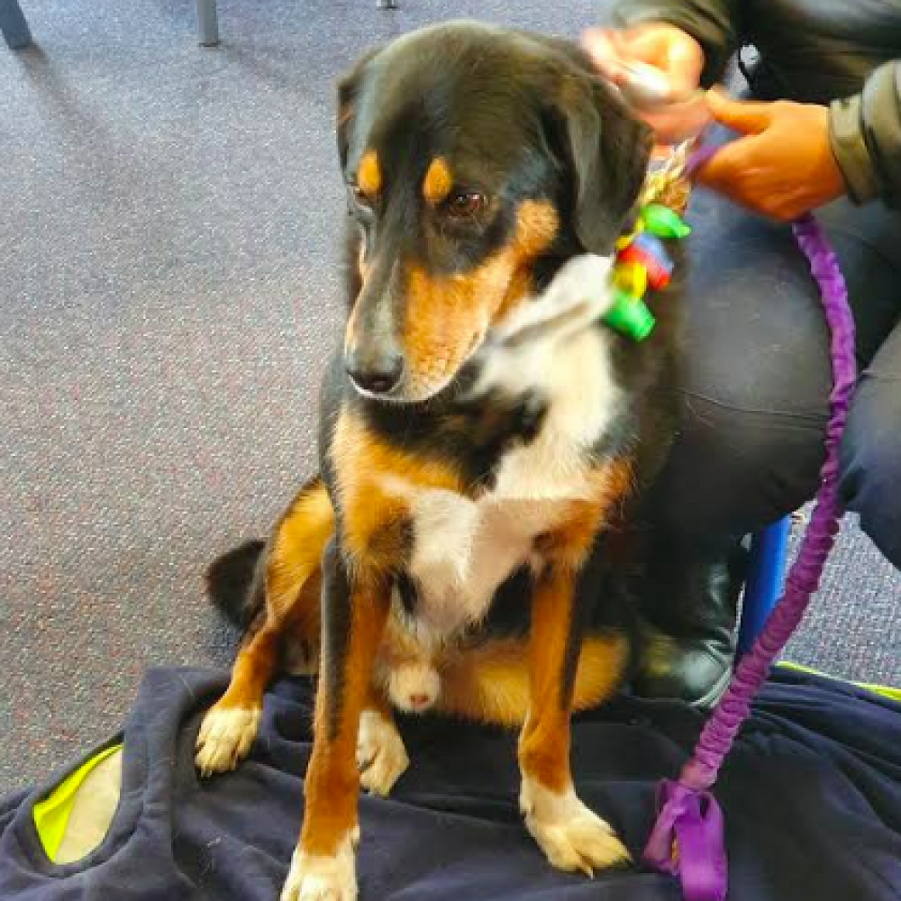 Dusty the Dog spends time in Pukeko — Newsletter Week 2 Term 3