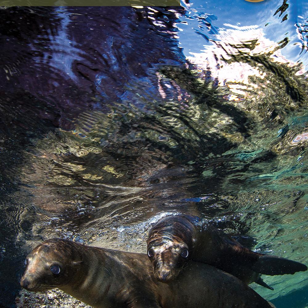 November Issue of Tui Motu Magazine on the way