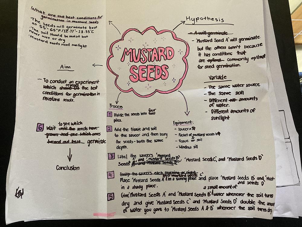 Year 8 mustard seed experiment