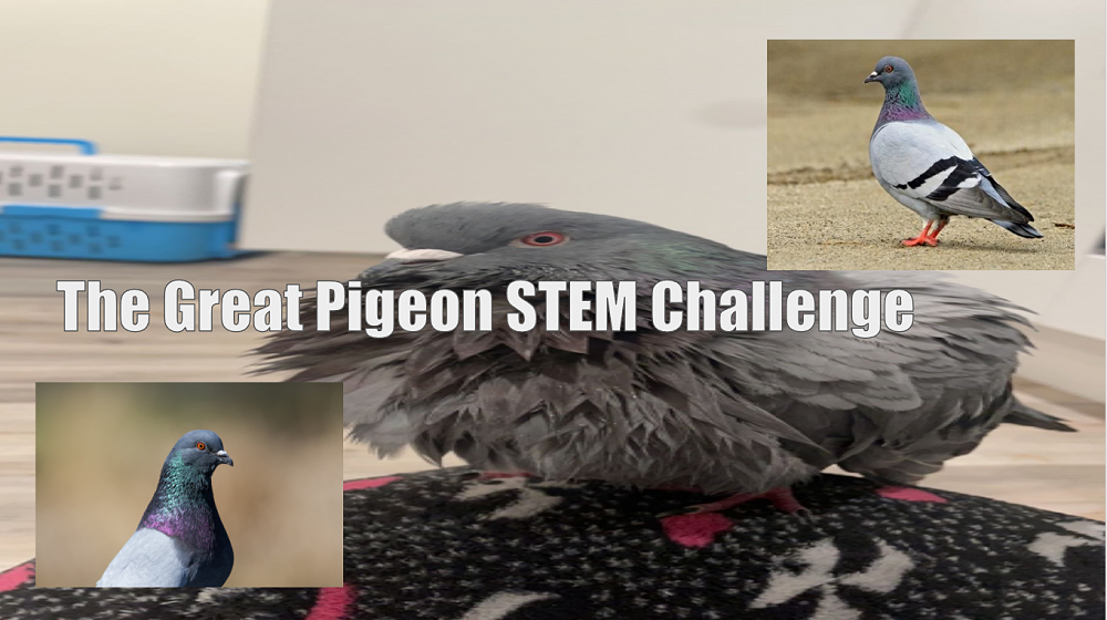 Room 19s 'Super Coo' Challenge!