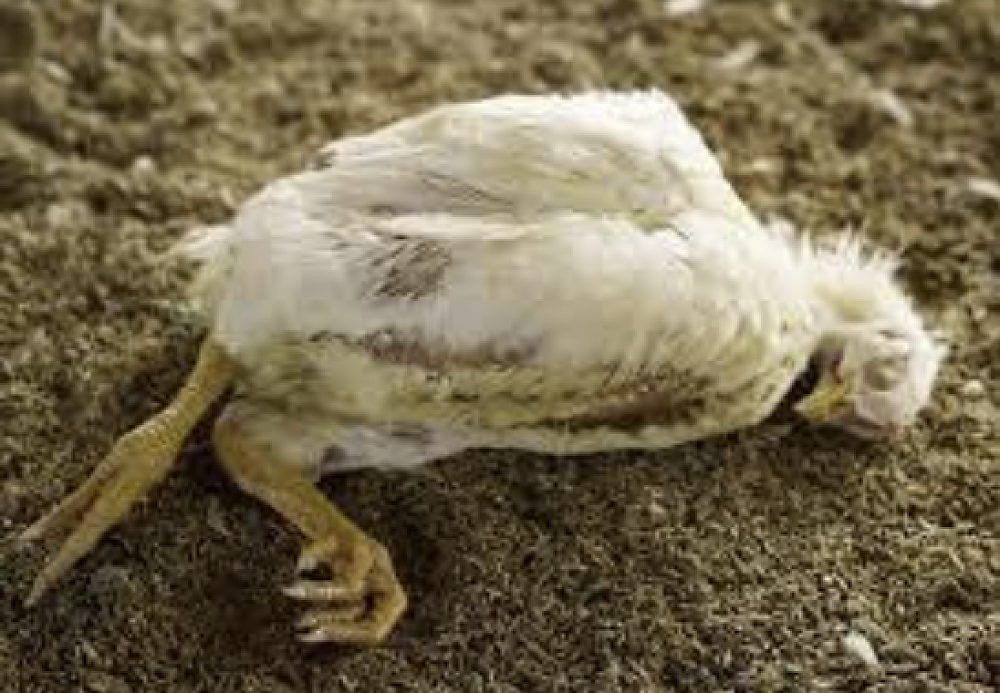 The hidden industry of chicken farming