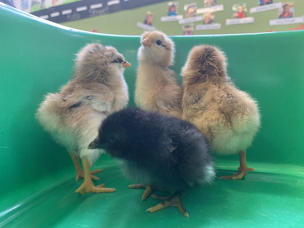 Week 7, Term 3 Newsletter