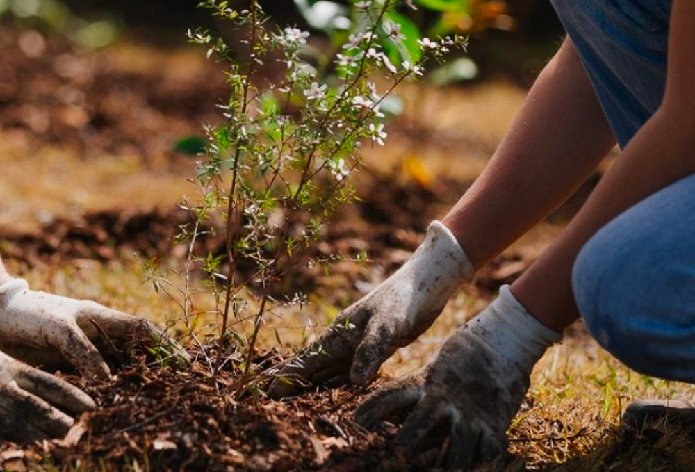 Riparian Tree Planting Opportunity with Sustainable Coastlines