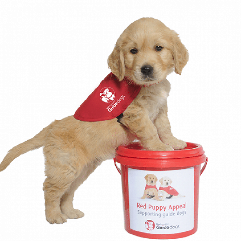 Guide Dog Fundraising - Thank You