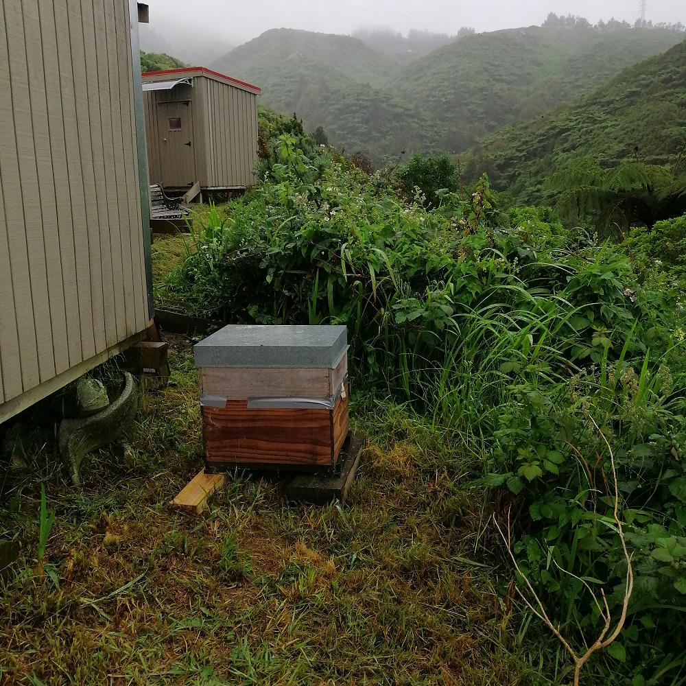 School Bee Hives