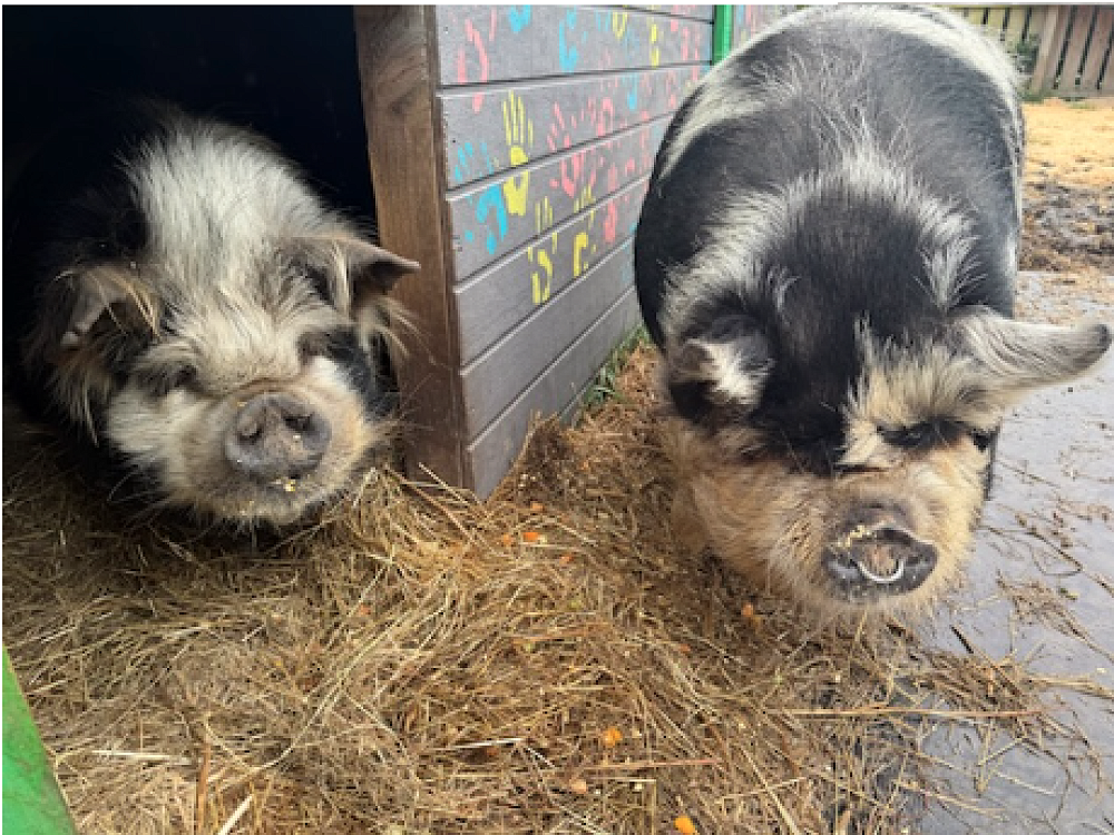 The End of an Era - Remembering Pepper, Petal and Duncan