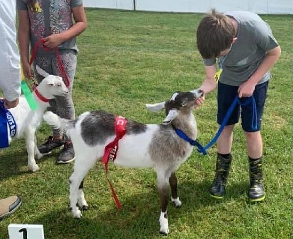 CALF CLUB ENTRY FORMS