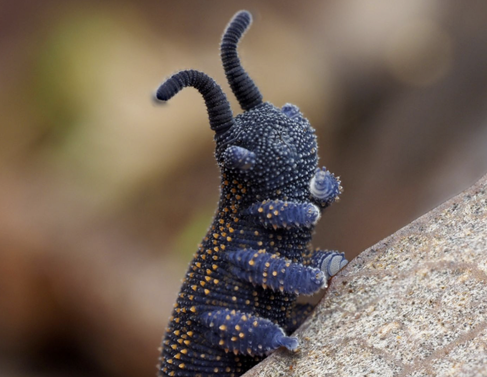 Bug of the Year - Results are In! — APS Newsletter - Week 5, Term 1 ...