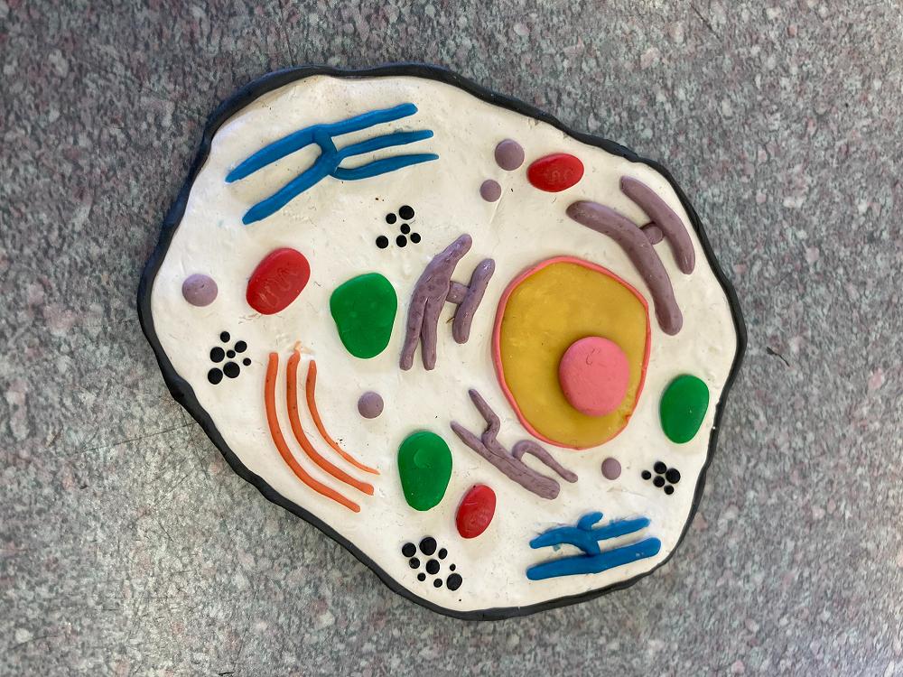 Cell Models for Level 2 Biology