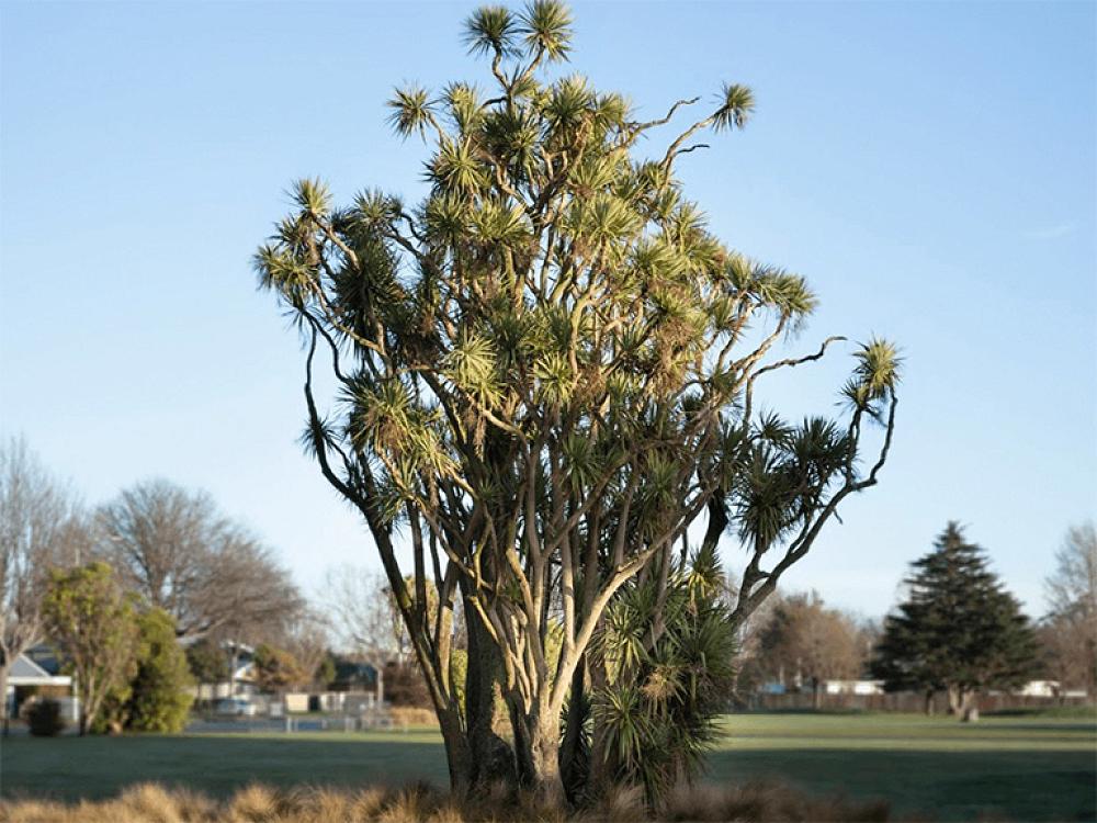 Vote: NZ Tree of the Year — Burnside Bulletin, Issue 9, 13 June 2025