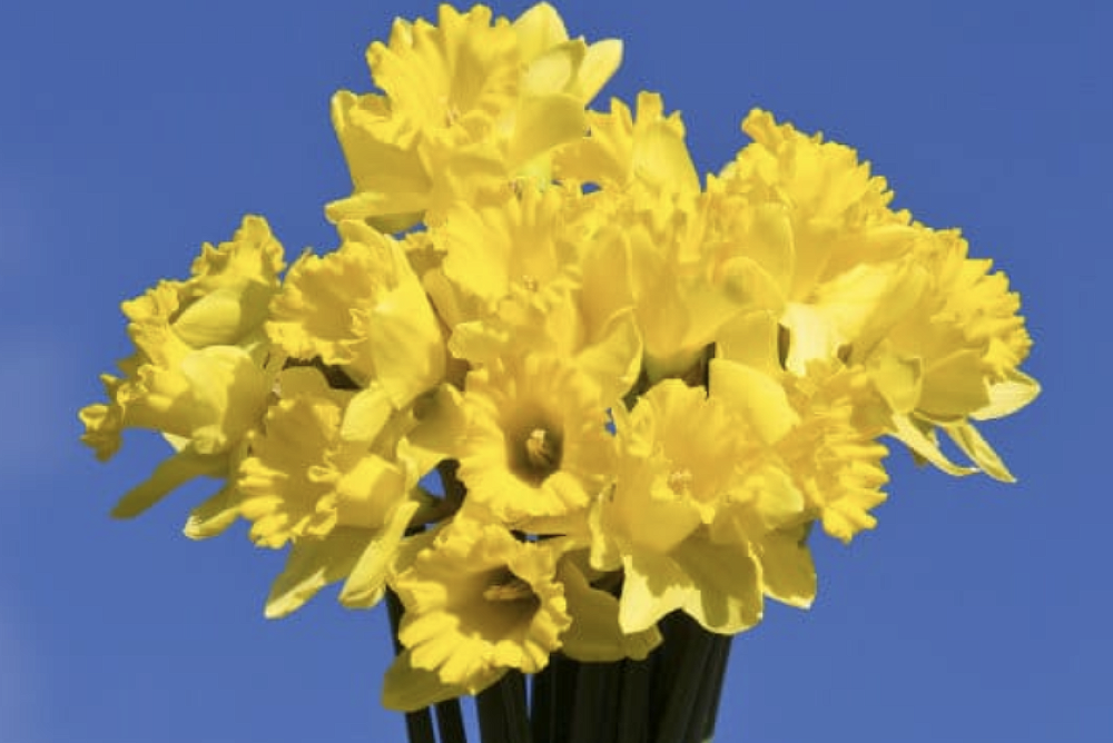 Daffodil Day - Wear Something Yellow Update