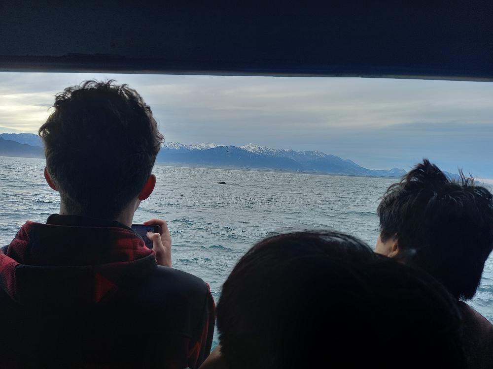 Wading into the history of whaling