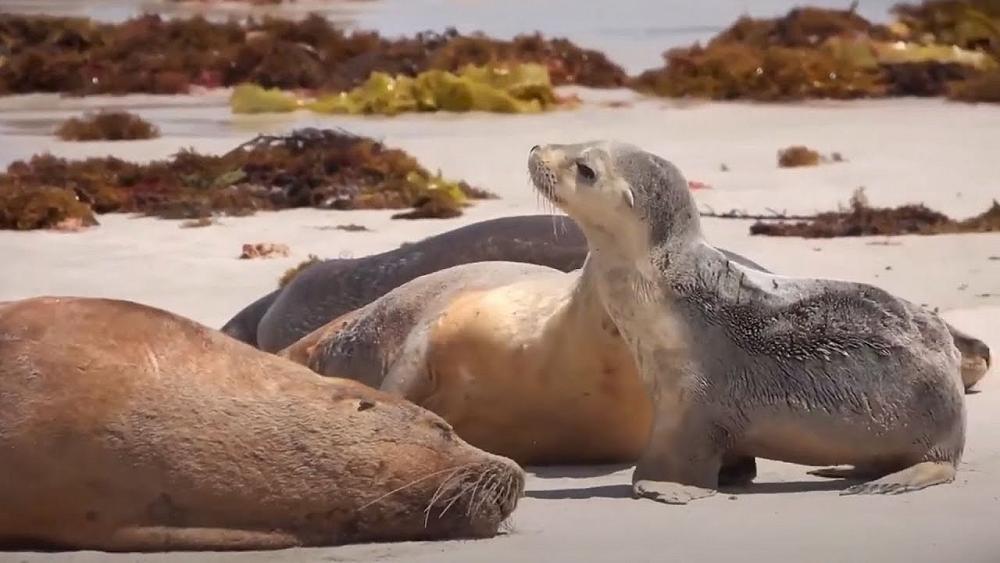 Video: Kea Kids TV with Sierra Ferris-Duggan