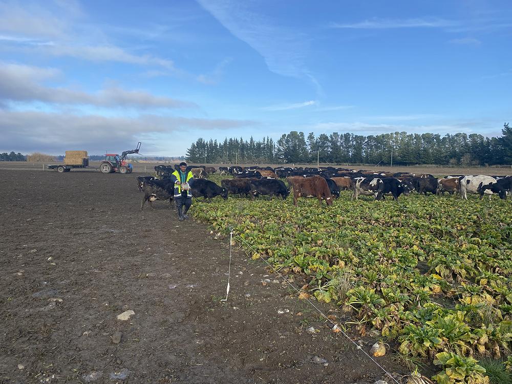 CBHS Gateway Student completes his work placement on a Dairy Farm!