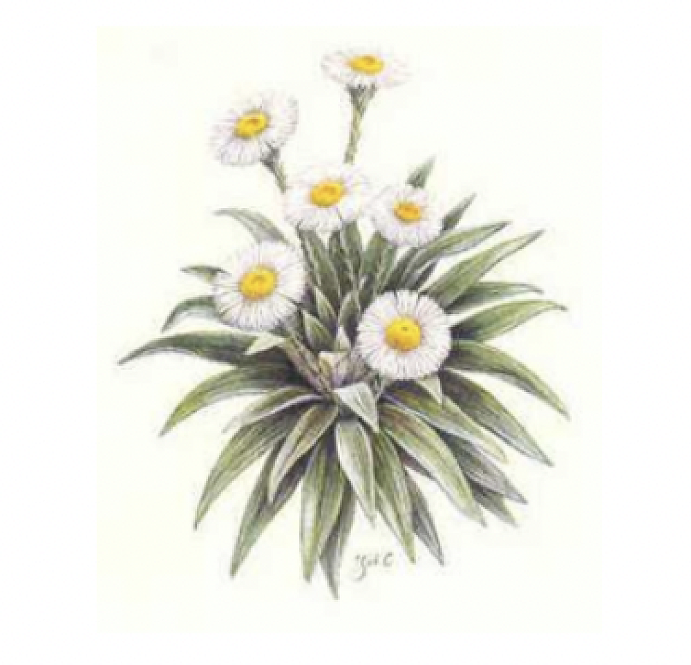 New Zealand Alpine Plants Show