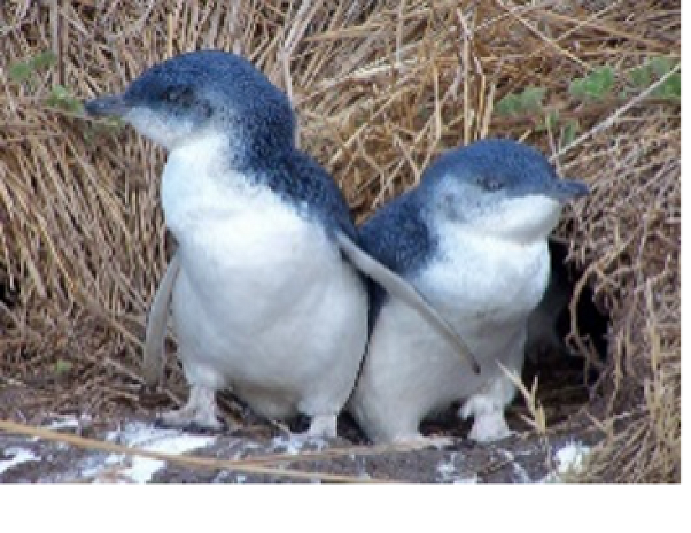 PENGUIN AVOIDANCE TRAINING FOR DOGS