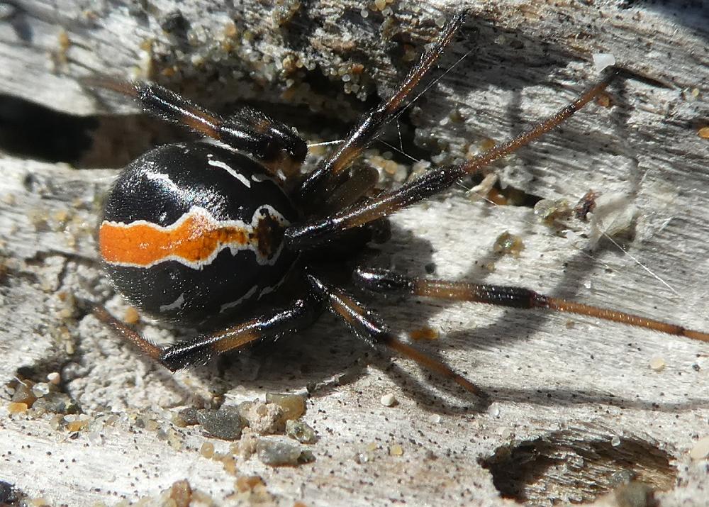 The Sex Lives of Spiders