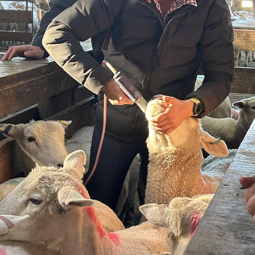 Sheep and beef farming at Pyramid Farm