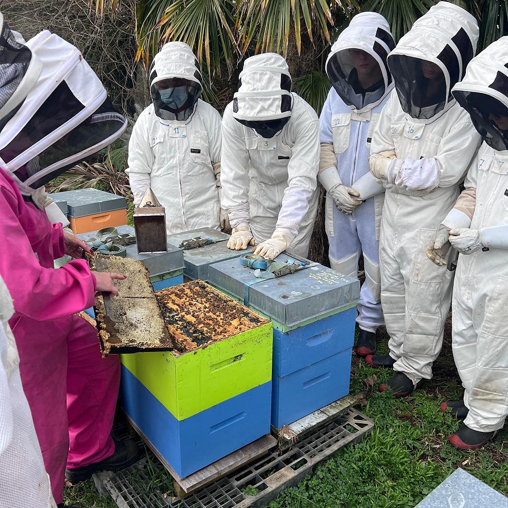 Apiculture Training