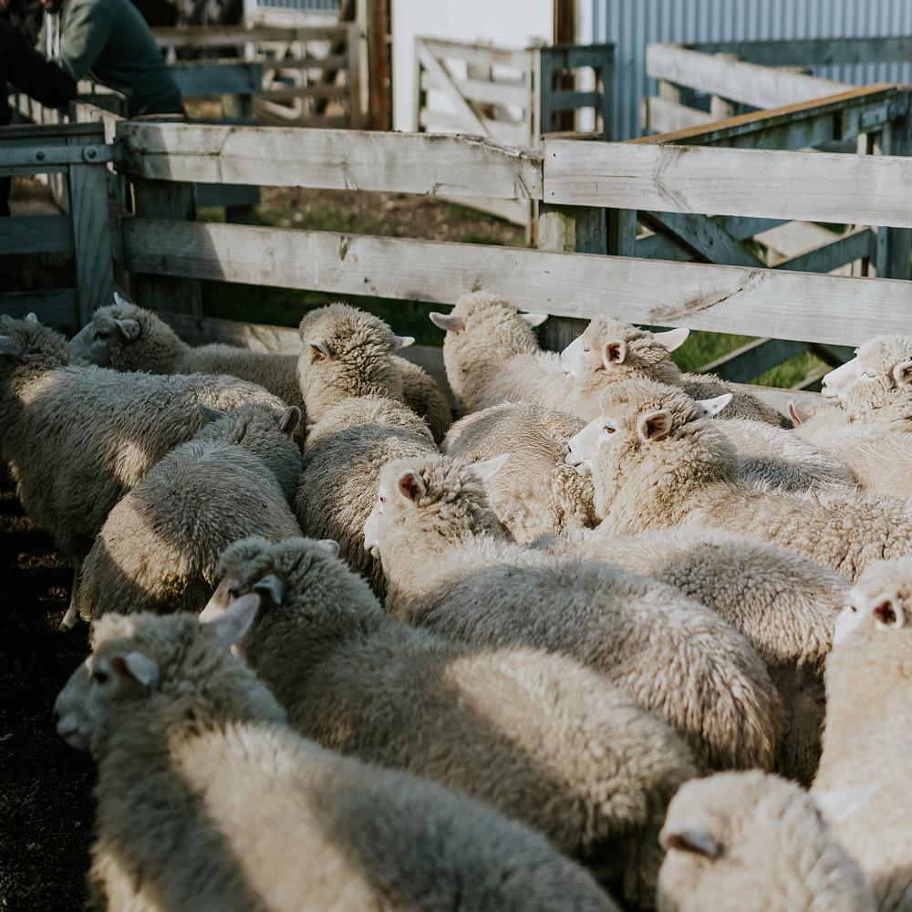 Fraser Farm Update - May 2024