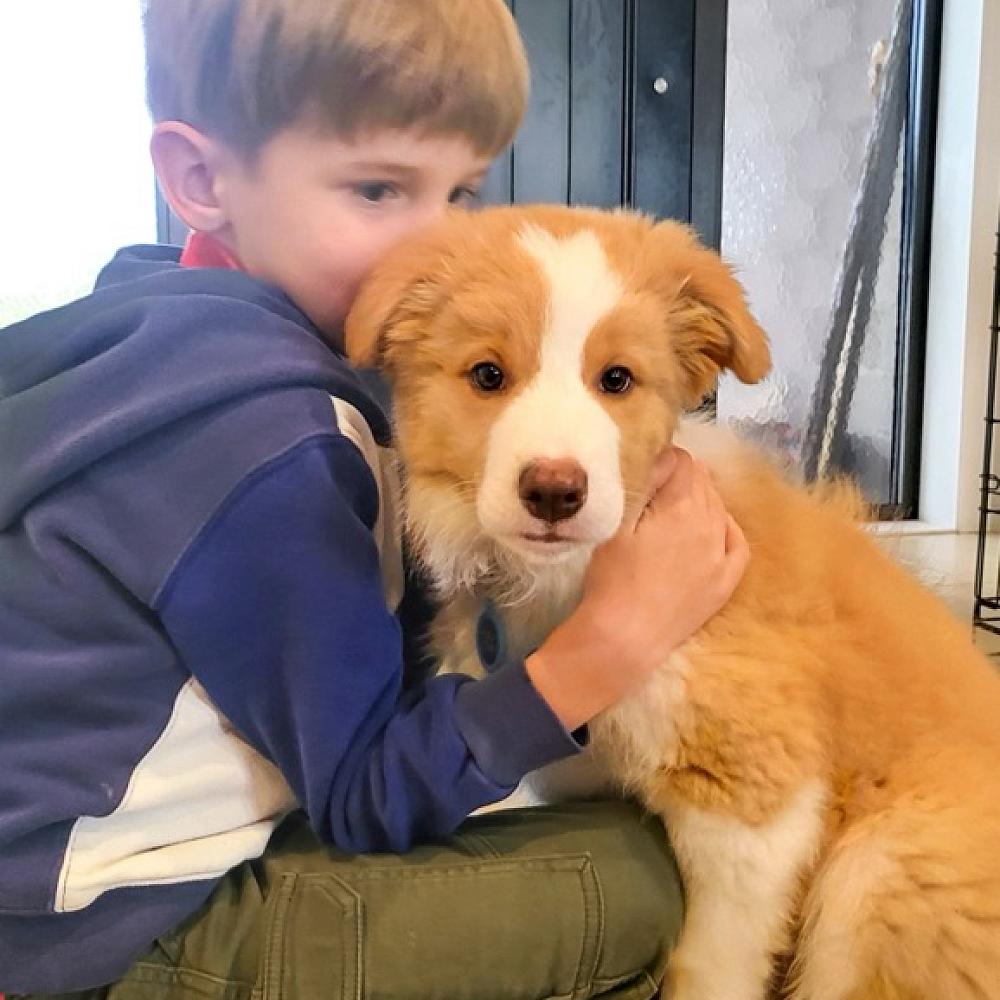 Therapy dog Toffee at your service .... well soon!