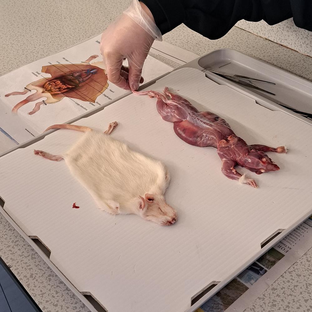 A ‘Skin-credible’ Science Lesson — DHS Dispatch, 8 August 2025