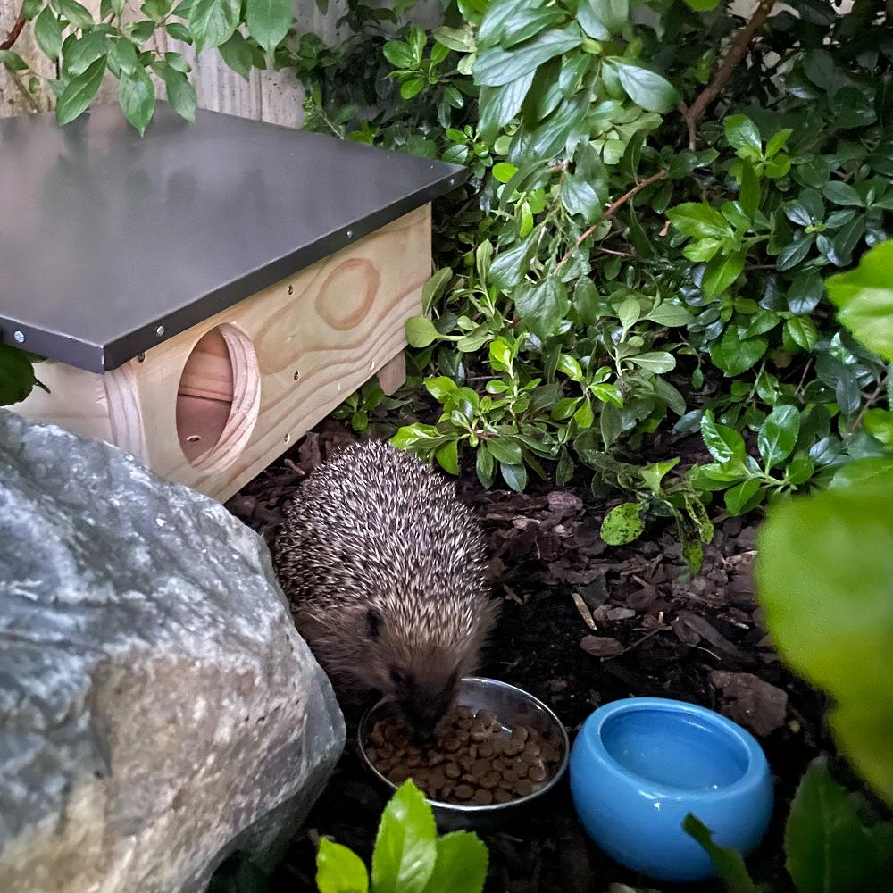 Feelgood Friday: Fig the hedgehog and her flash new house — Nayland ...