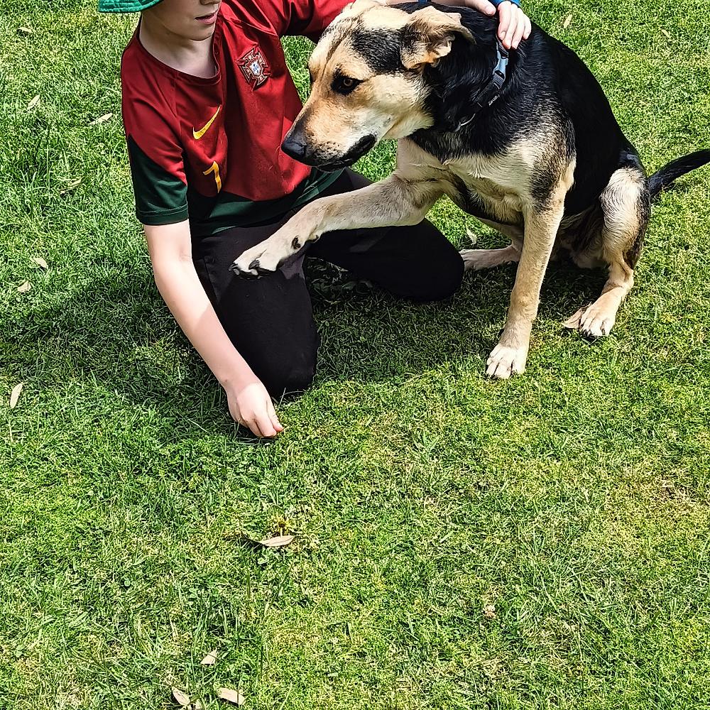 Day 1 - Pet Day Dogs