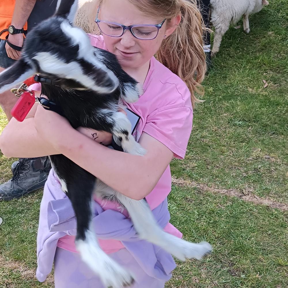 Lamb and Calf Day - and one Goat!