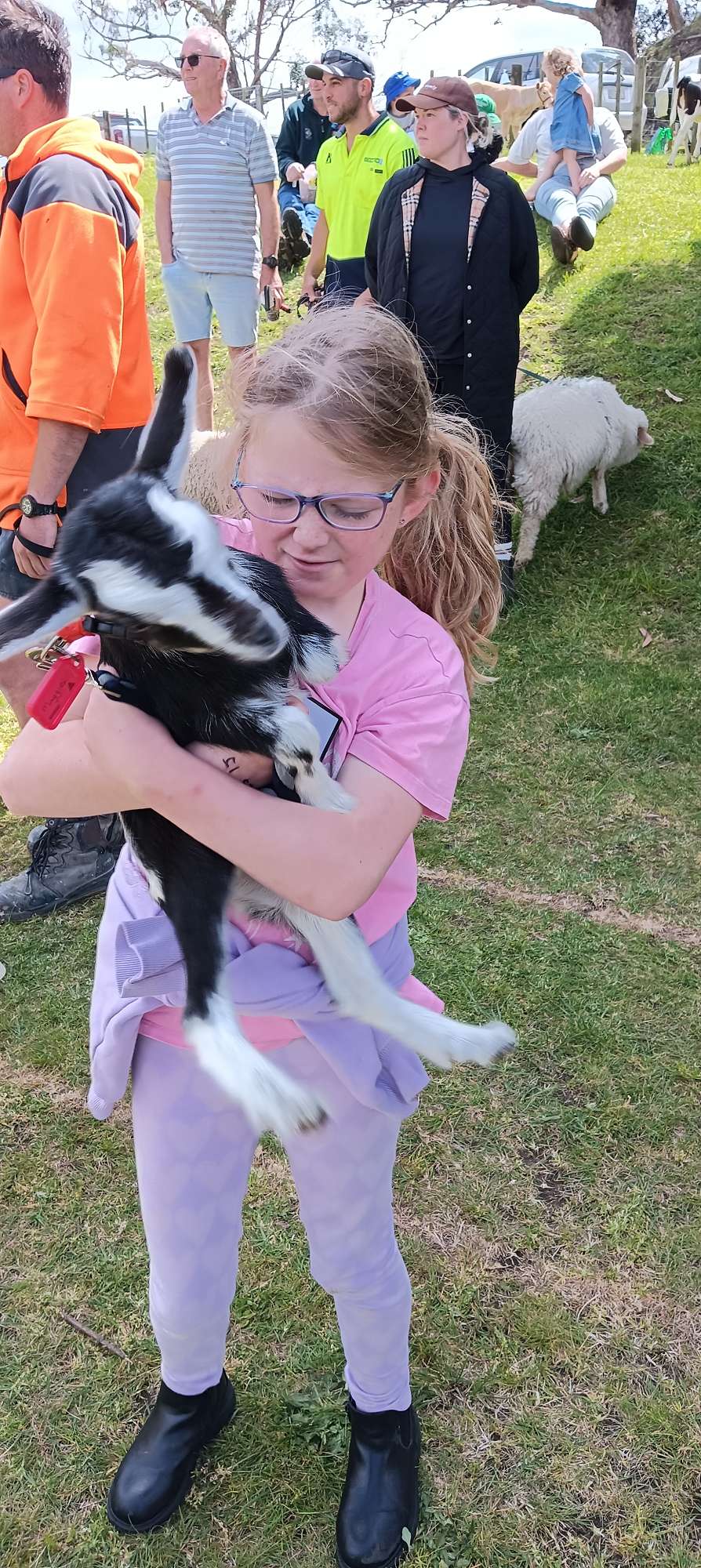 Lamb and Calf Day - and one Goat!