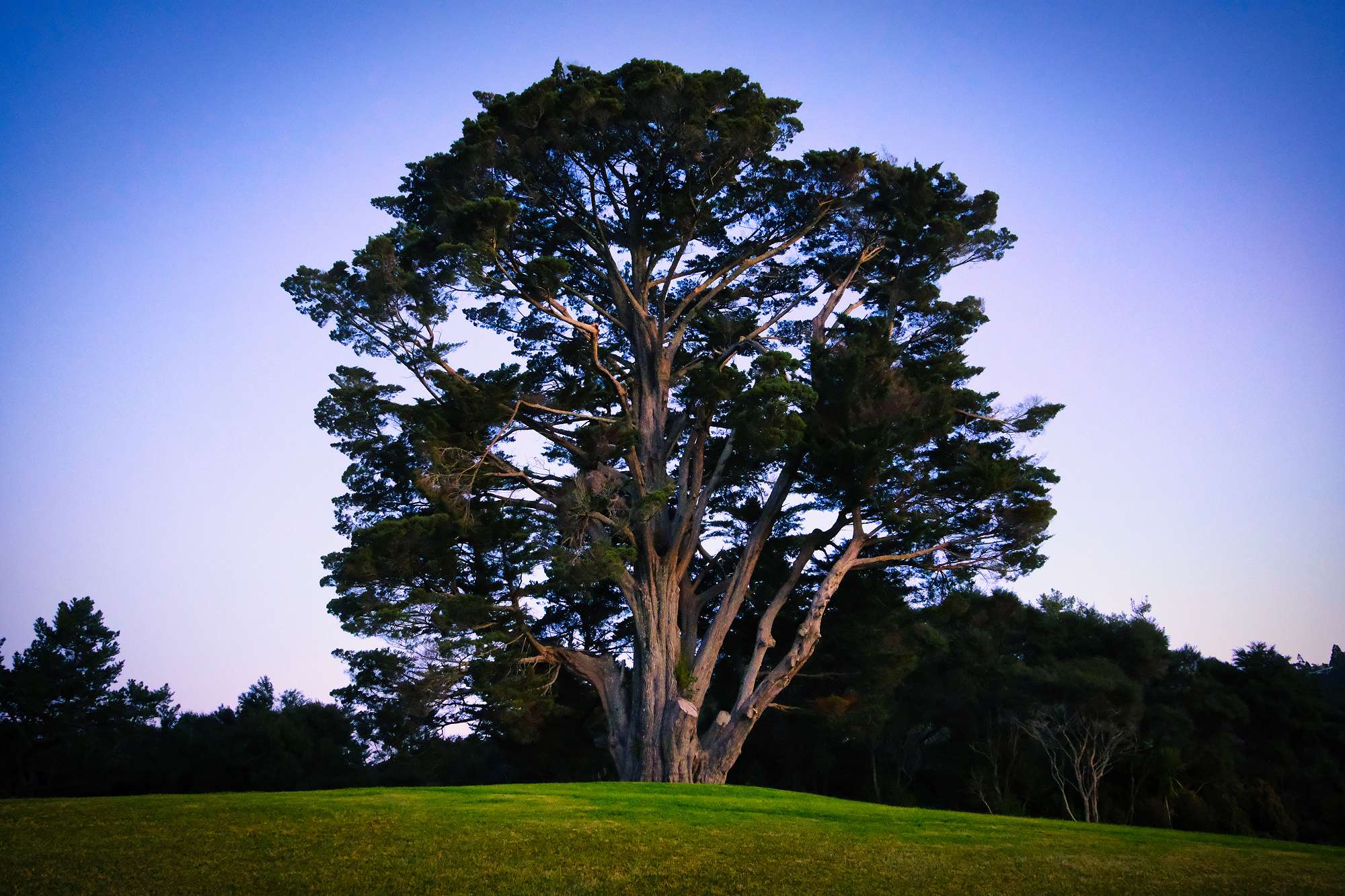 Kia ora koutou e te whānau — Kōnini Newsletter - 9 October 2025