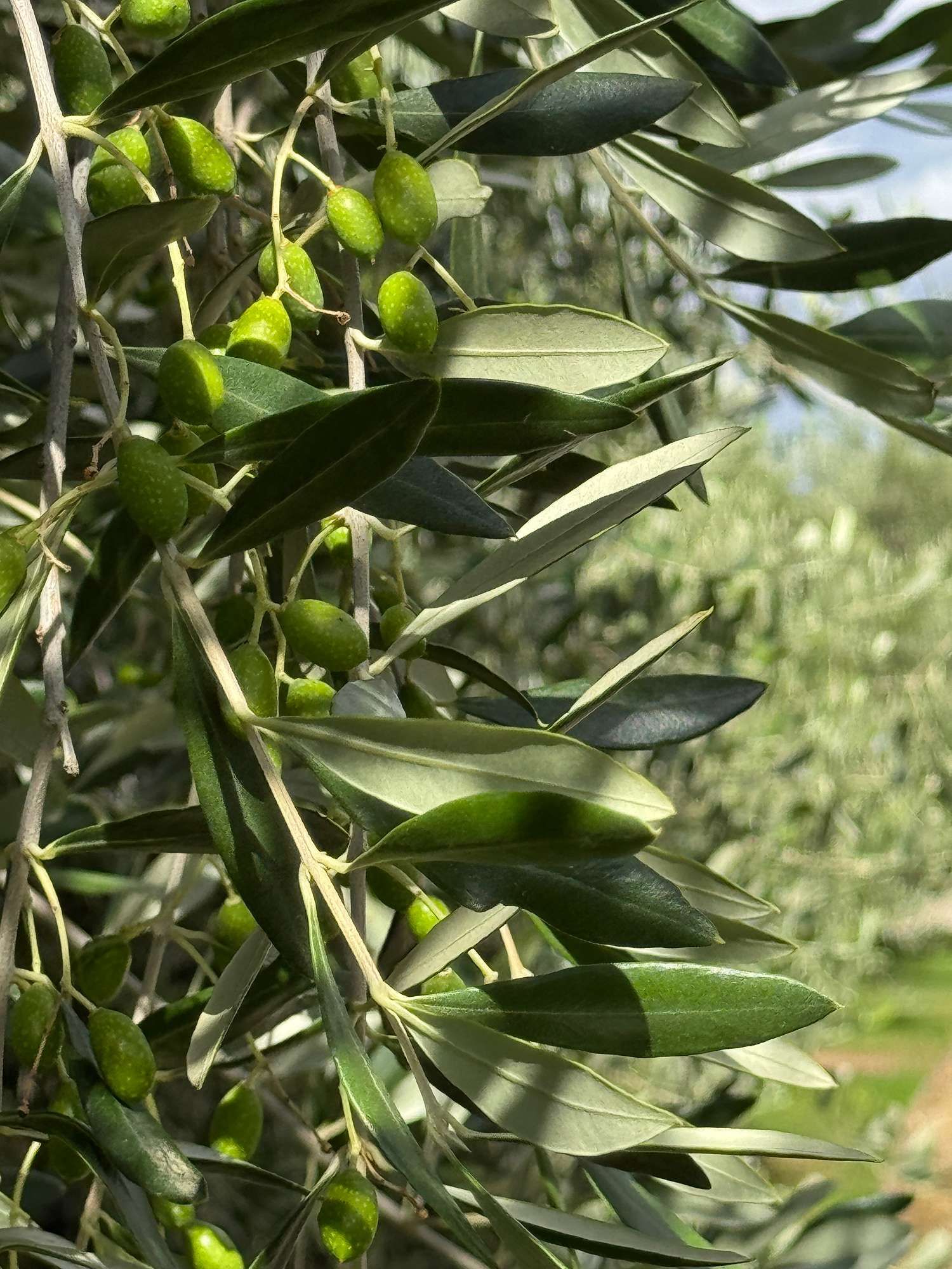 Fertilizing Your Olive Tree: Tips for a Bountiful Harvest