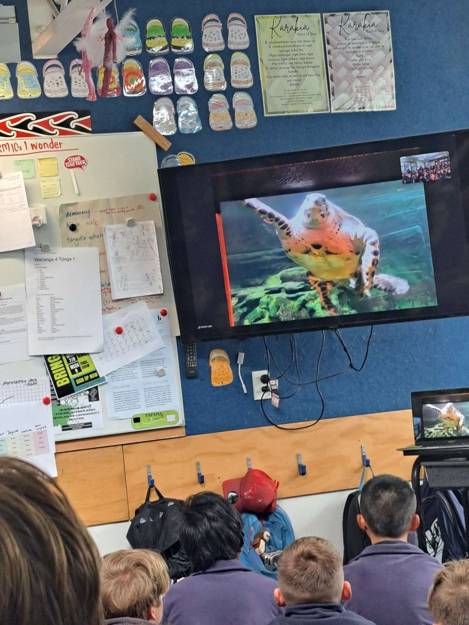 Terry the Hawksbill Turtle - a very special visit with the National ...
