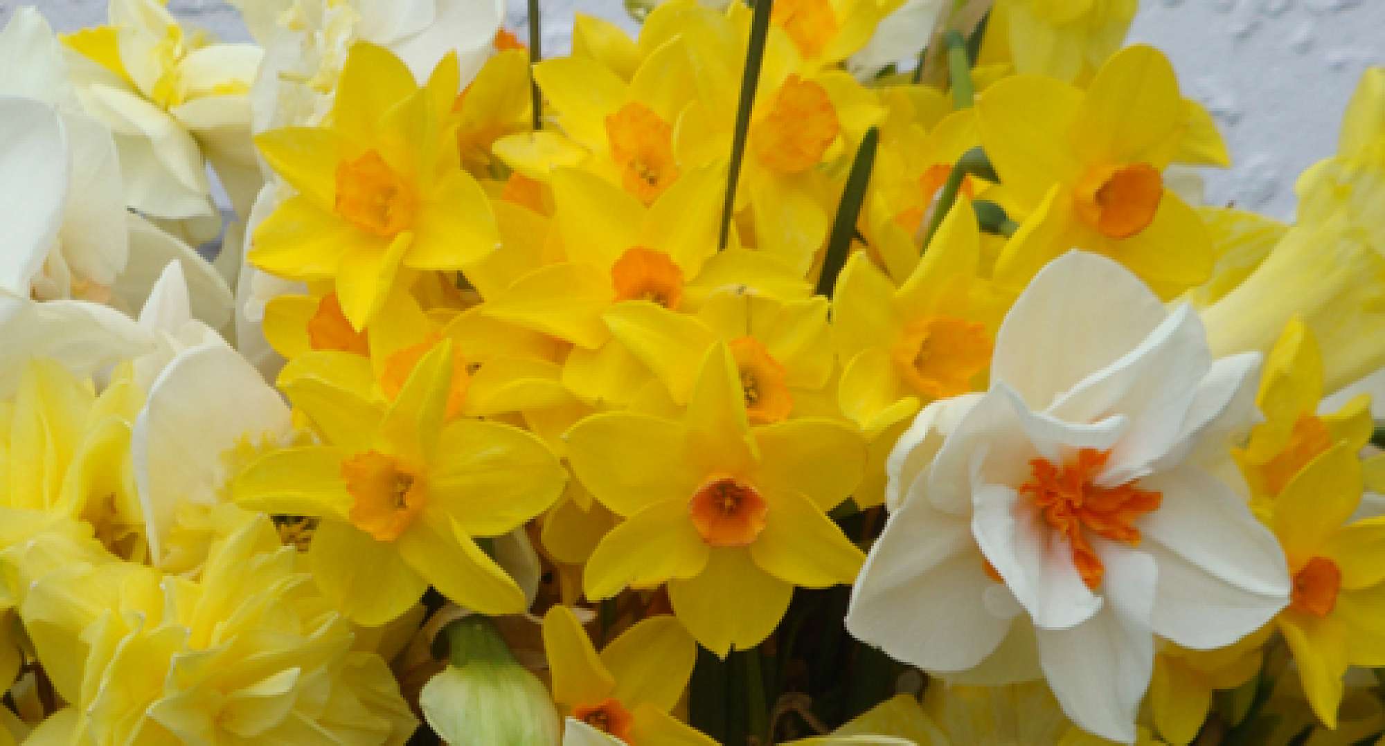 Lower School Raphael (Spring) Festival