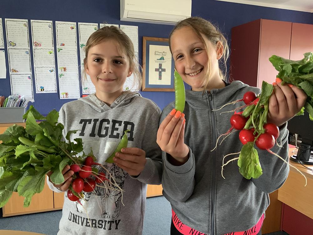 Radishes and peas from our school gardens.